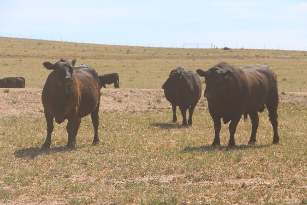 The Herd Online | 250 Angus Cows with Kuro Kin Wagyu F1 CAF For Sale