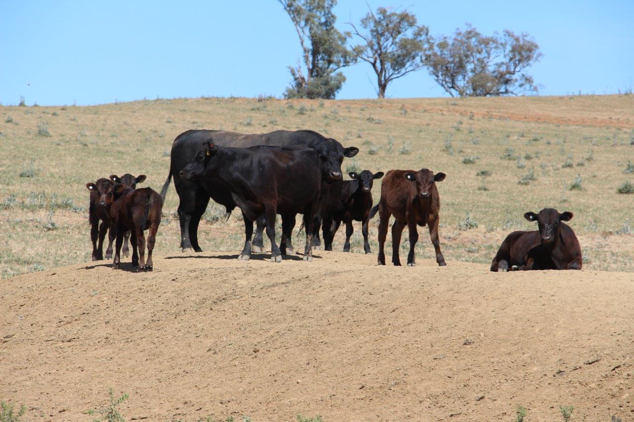 The Herd Online | 250 Angus Cows with Kuro Kin Wagyu F1 CAF For Sale