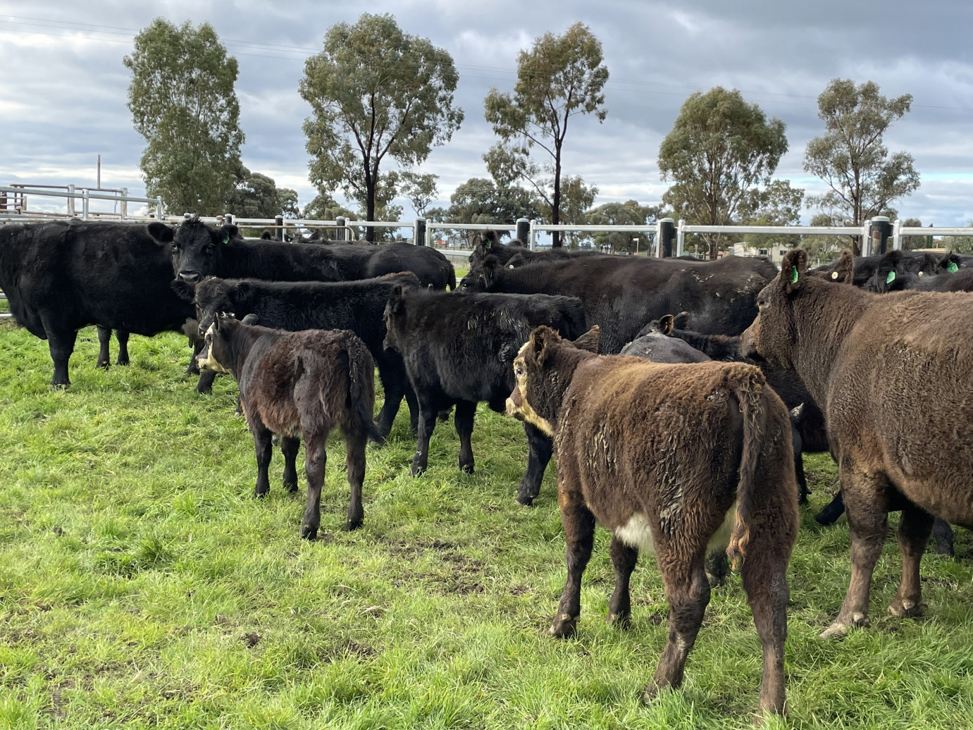 The Herd Online | 17 x 17 Angus & Angus X Cows and Calves