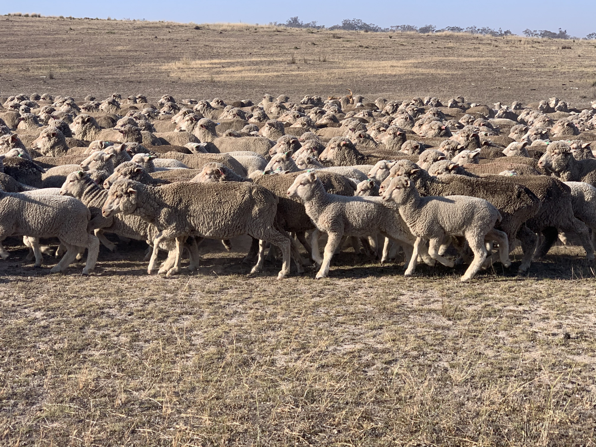 The Herd Online | 589 x 578 Merino Ewes & Lambs