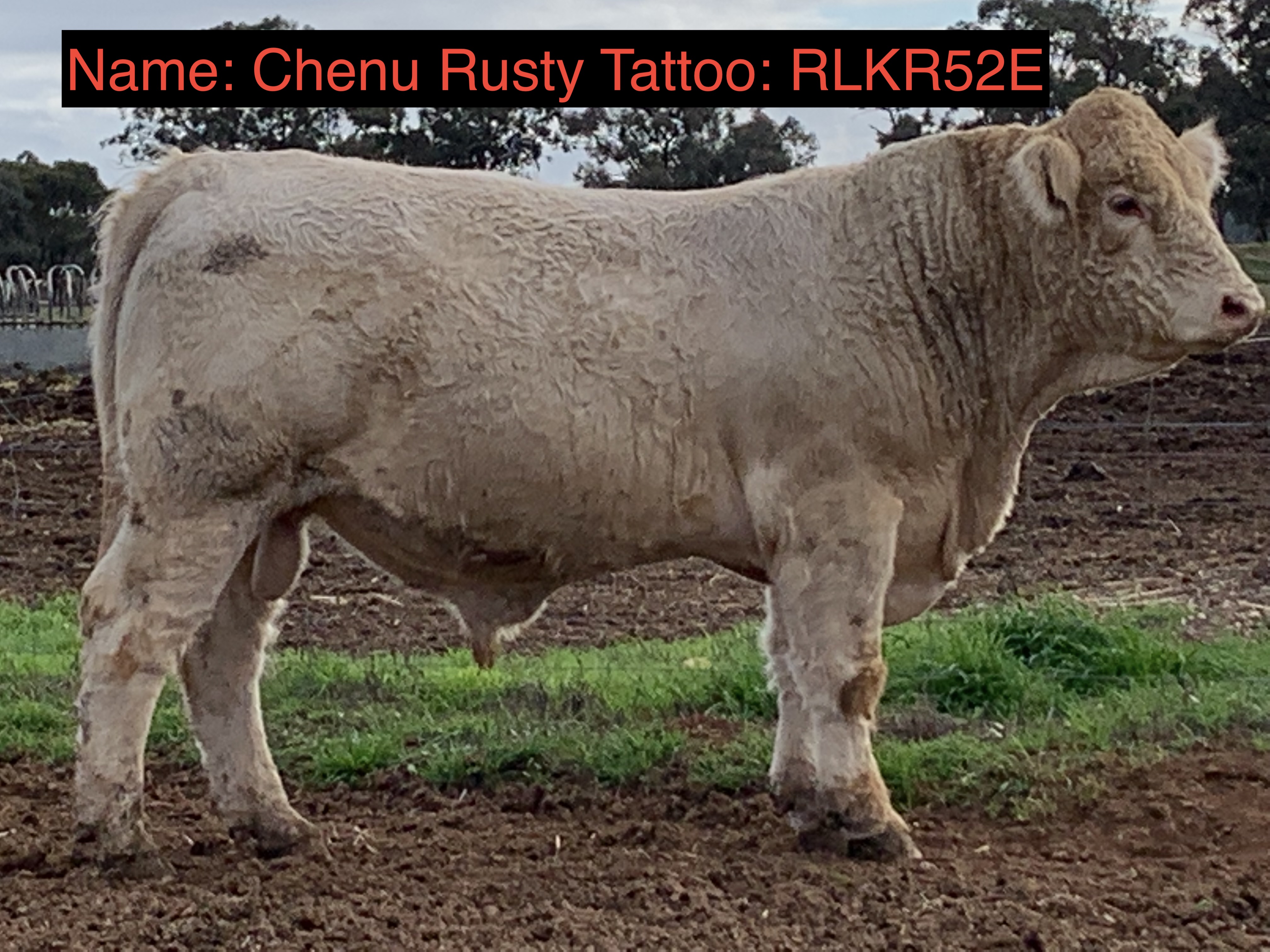 The Herd Online | 5 Charolais Bulls For Sale
