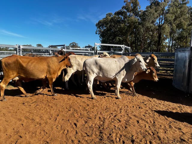 The Herd Online | 60 x 60 Brahman & composite cows & calves