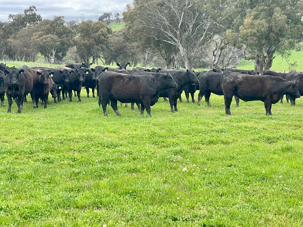 The Herd Online | 300 PTIC ANGUS HEIFERS FOR SALE
