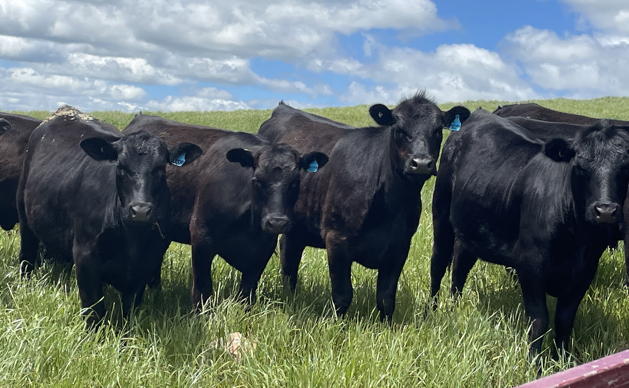 The Herd Online | 250 NSM Angus Heifers For Sale