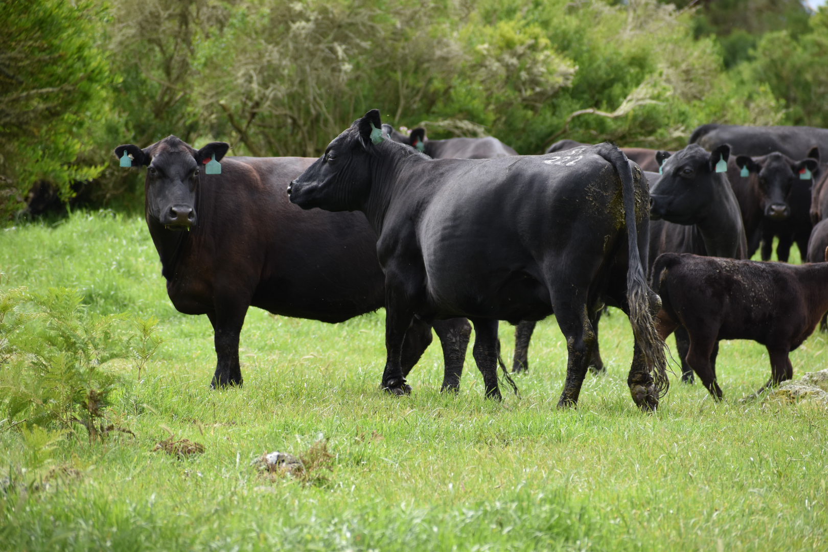 The Herd Online | Angus Cows and Calves