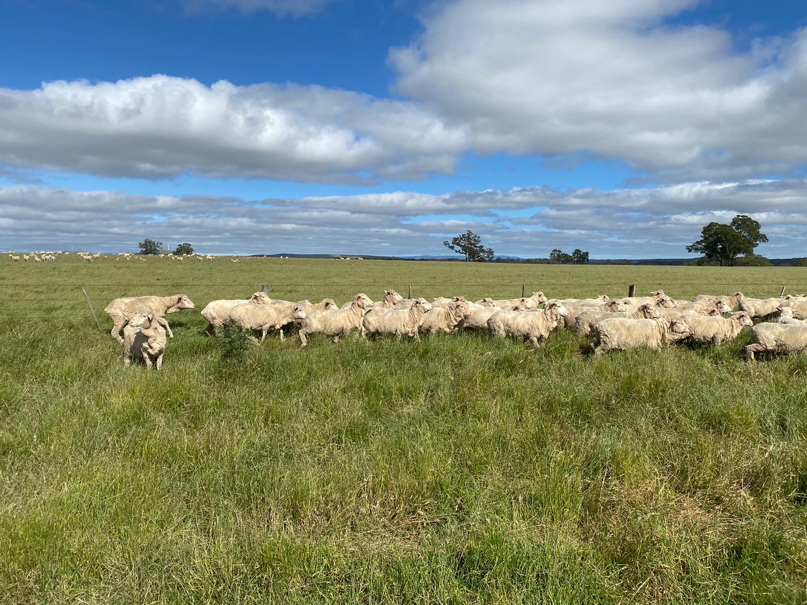 The Herd Online | 240 Merino Ewes For Sale