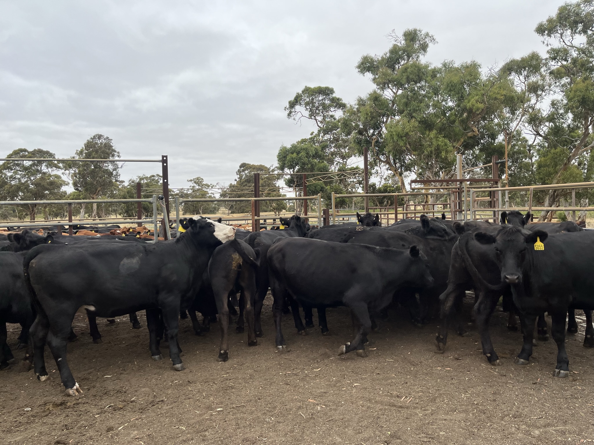 The Herd Online | 43 Composite Heifers For Sale