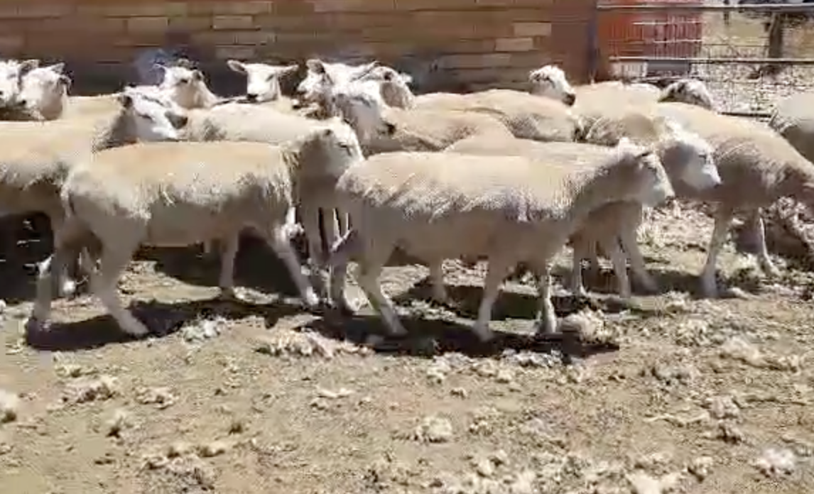 The Herd Online | 250 Lambpro Primline Maternal Ewes For Sale