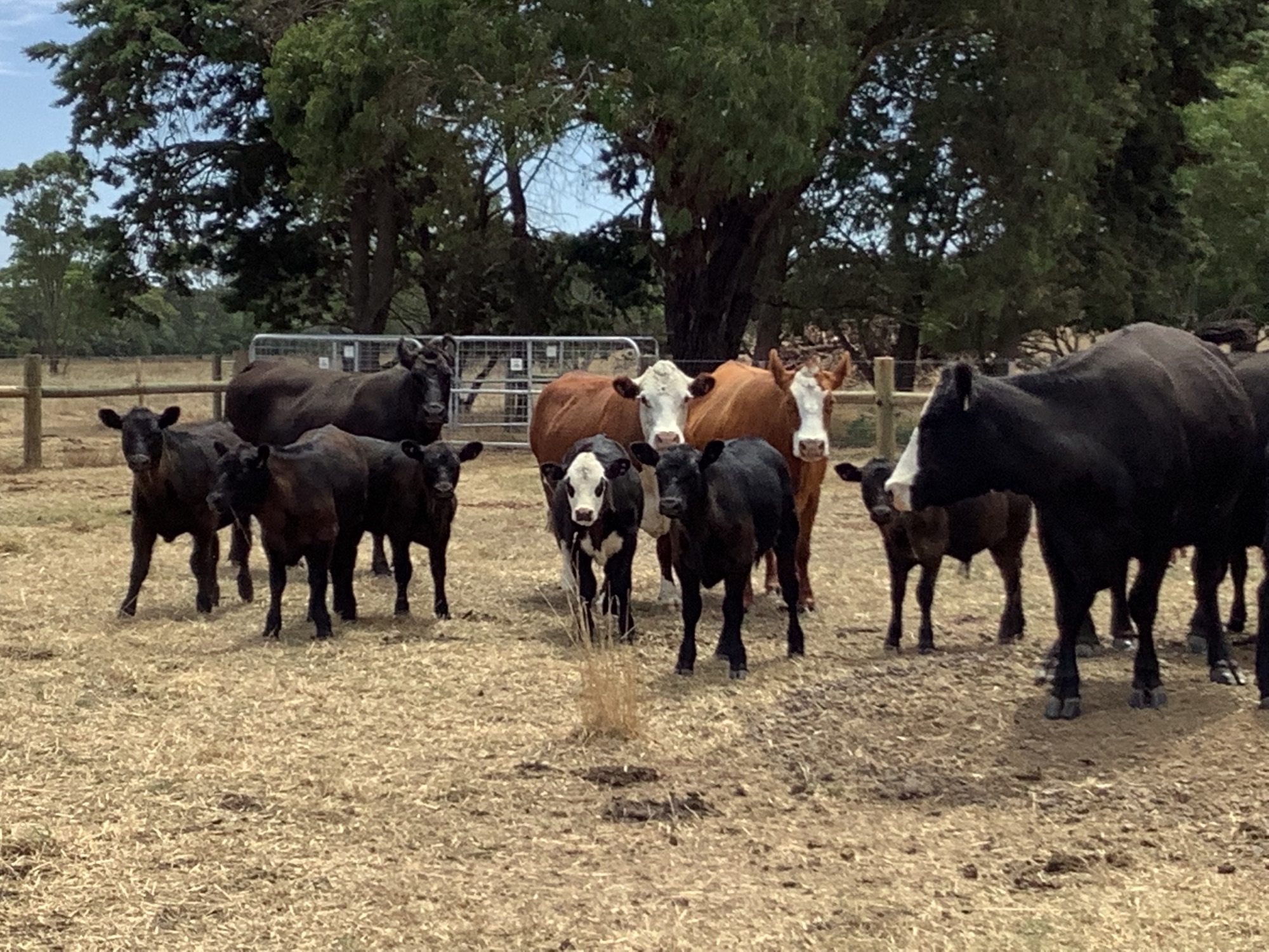 The Herd Online | 15 Cows and Calves For Sale