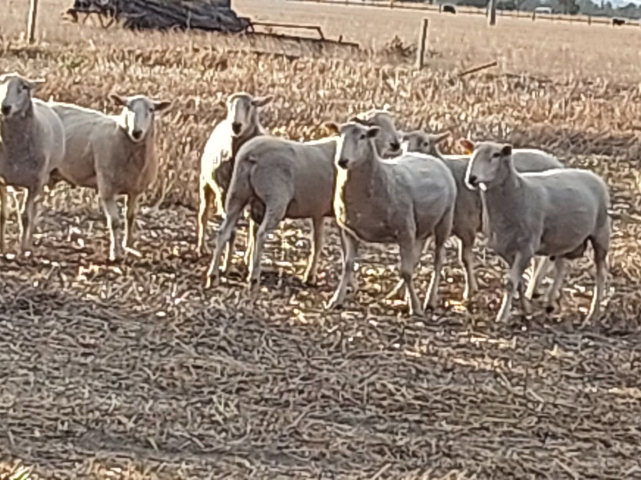 The Herd Online | 40 x 1.5-Year-Old Border Leicester Rams