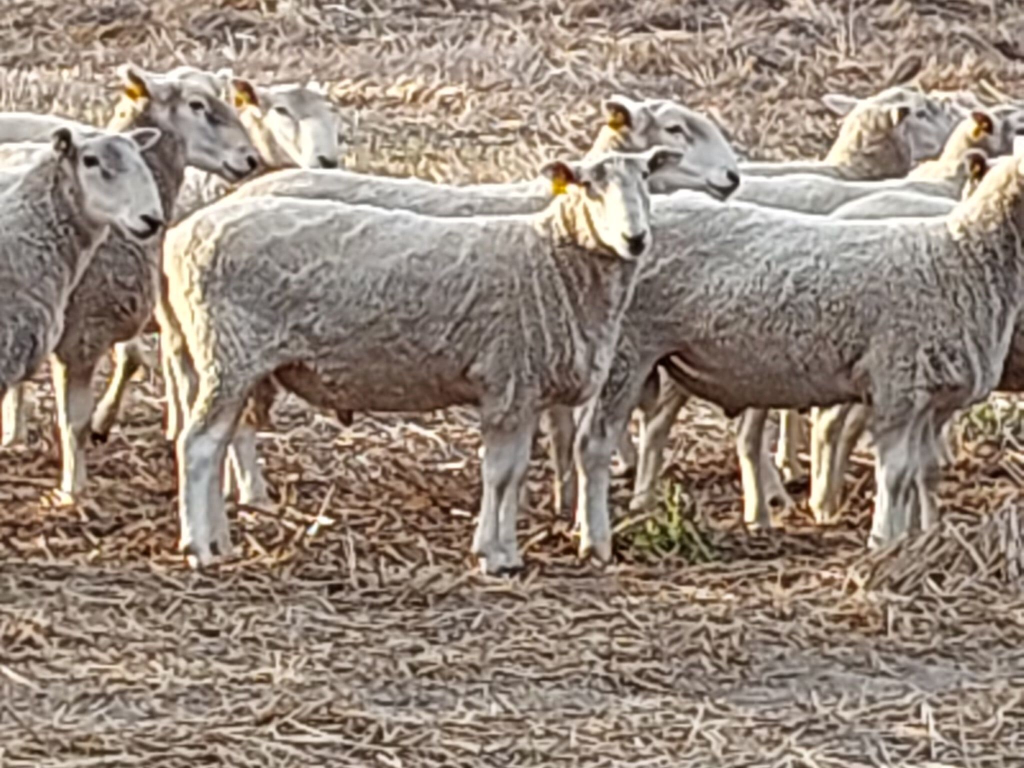 The Herd Online | 40 x 1.5-Year-Old Border Leicester Rams