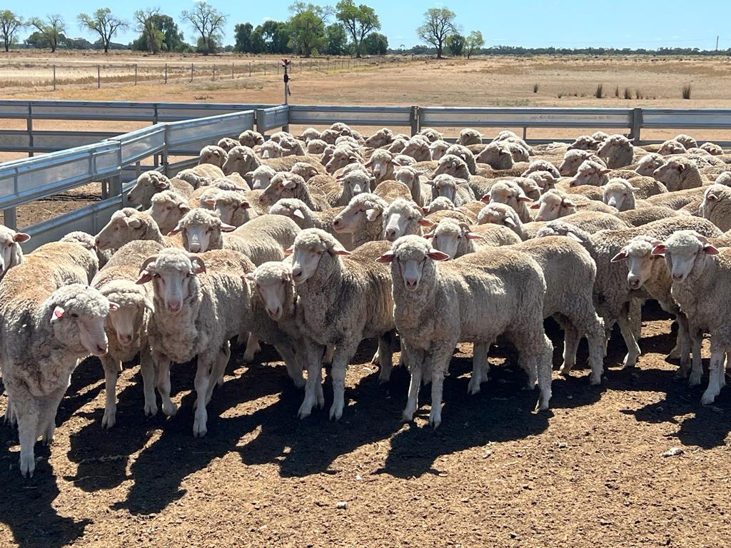 The Herd Online | 7000 Merino Feeder Lambs For Sale