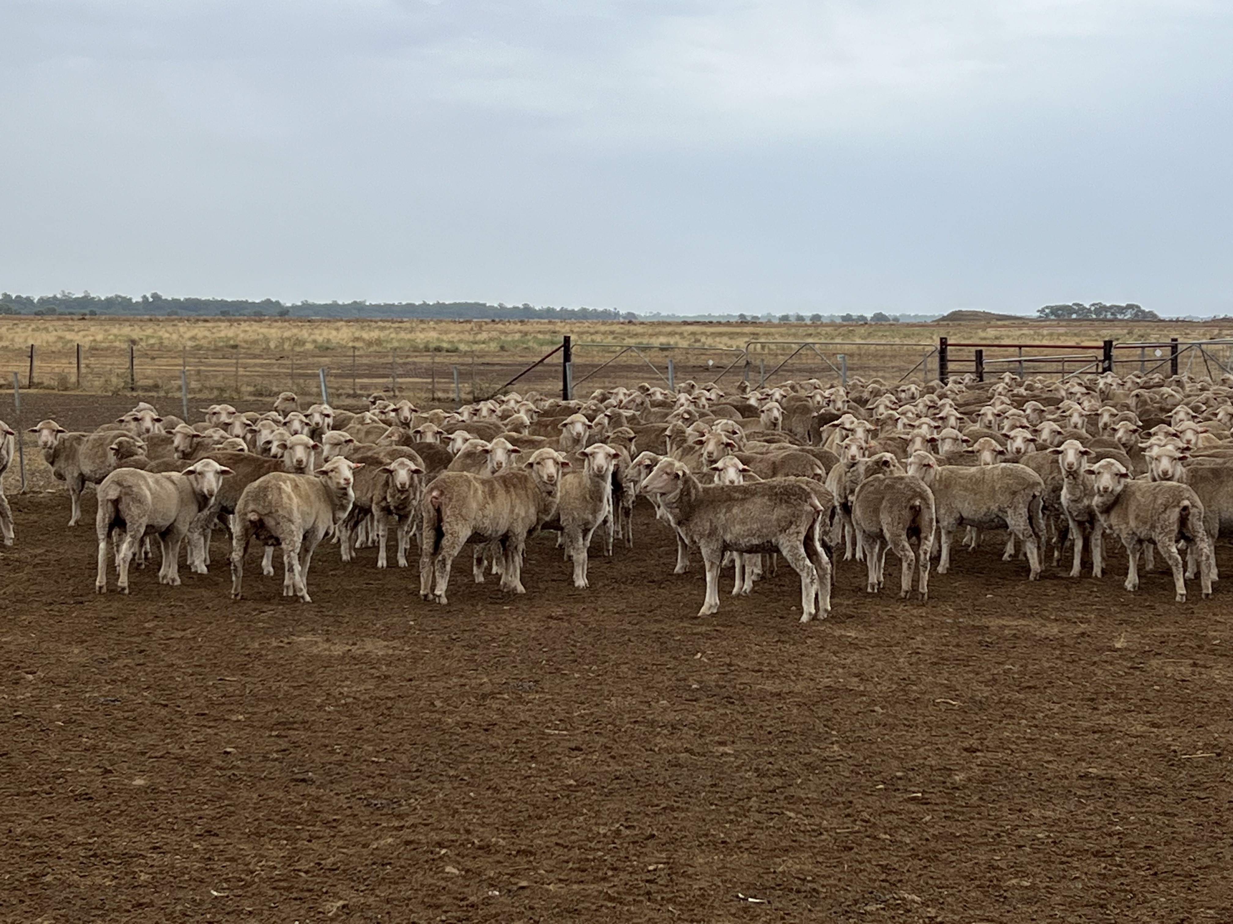 The Herd Online | 1700 Merino ewe lambs