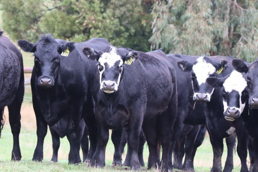 The Herd Online | 26 PTIC EU Angus & Back Baldie Heifers
