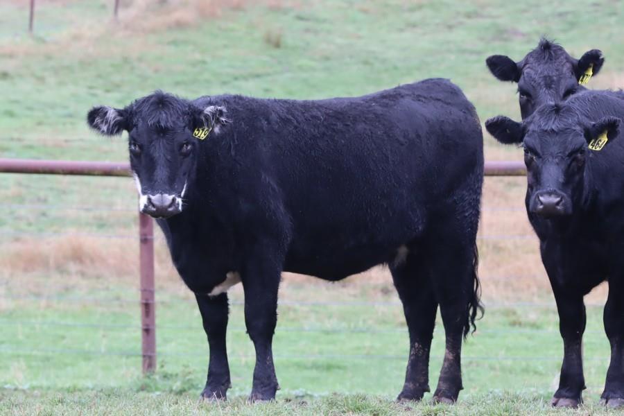 The Herd Online | 26 PTIC EU Angus & Back Baldie Heifers