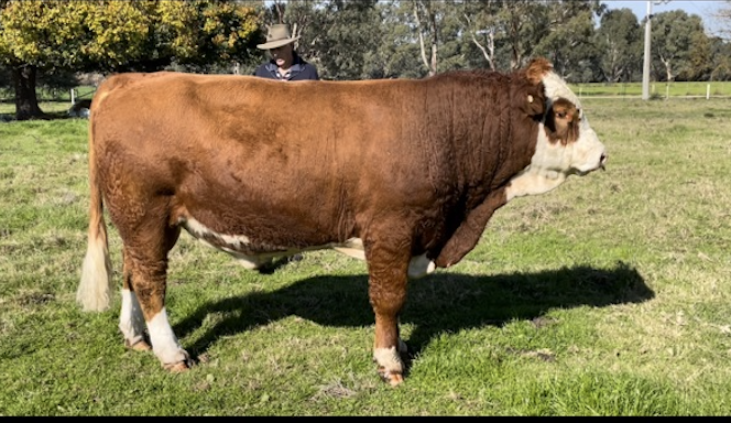 The Herd Online | 1 Simmental Bull For Sale