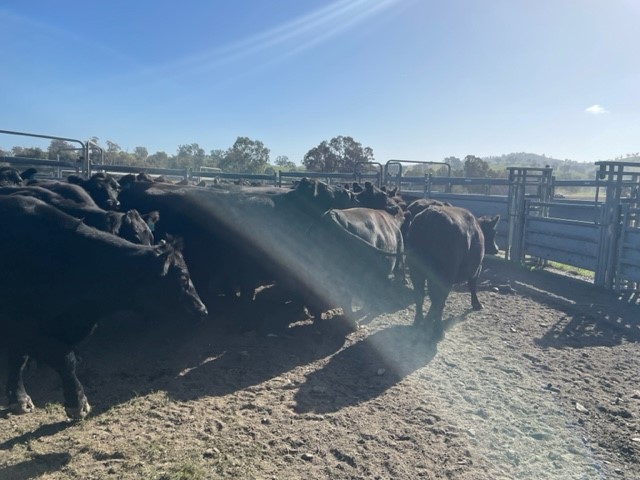 The Herd Online | 44 PTIC Angus Cows For Sale
