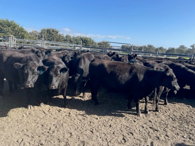 The Herd Online | 44 PTIC Angus Cows For Sale