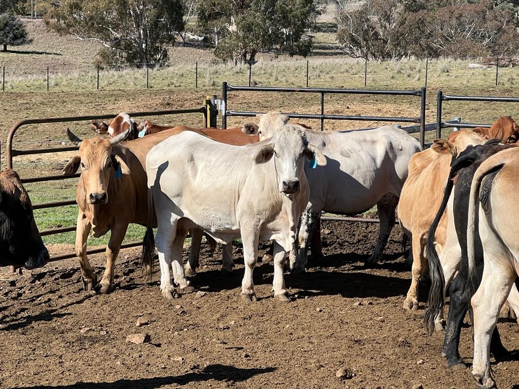 The Herd Online | 163 X 163 COWS AND CALVES FOR SALE