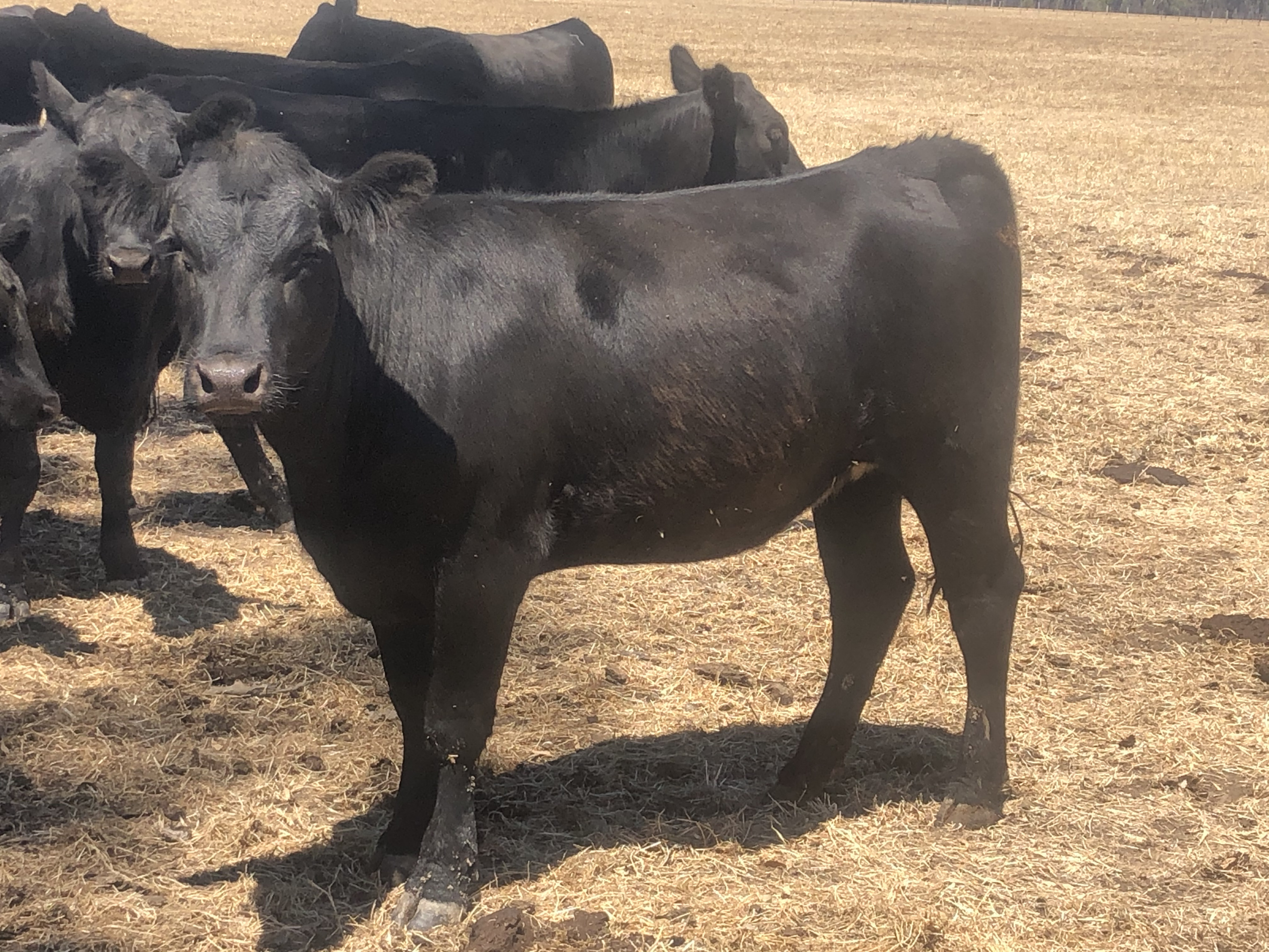 The Herd Online | 109 Un - Joined Angus Heifers For Sale