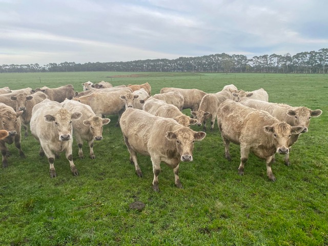 The Herd Online | 40 PTIC Charolais x Angus heifers