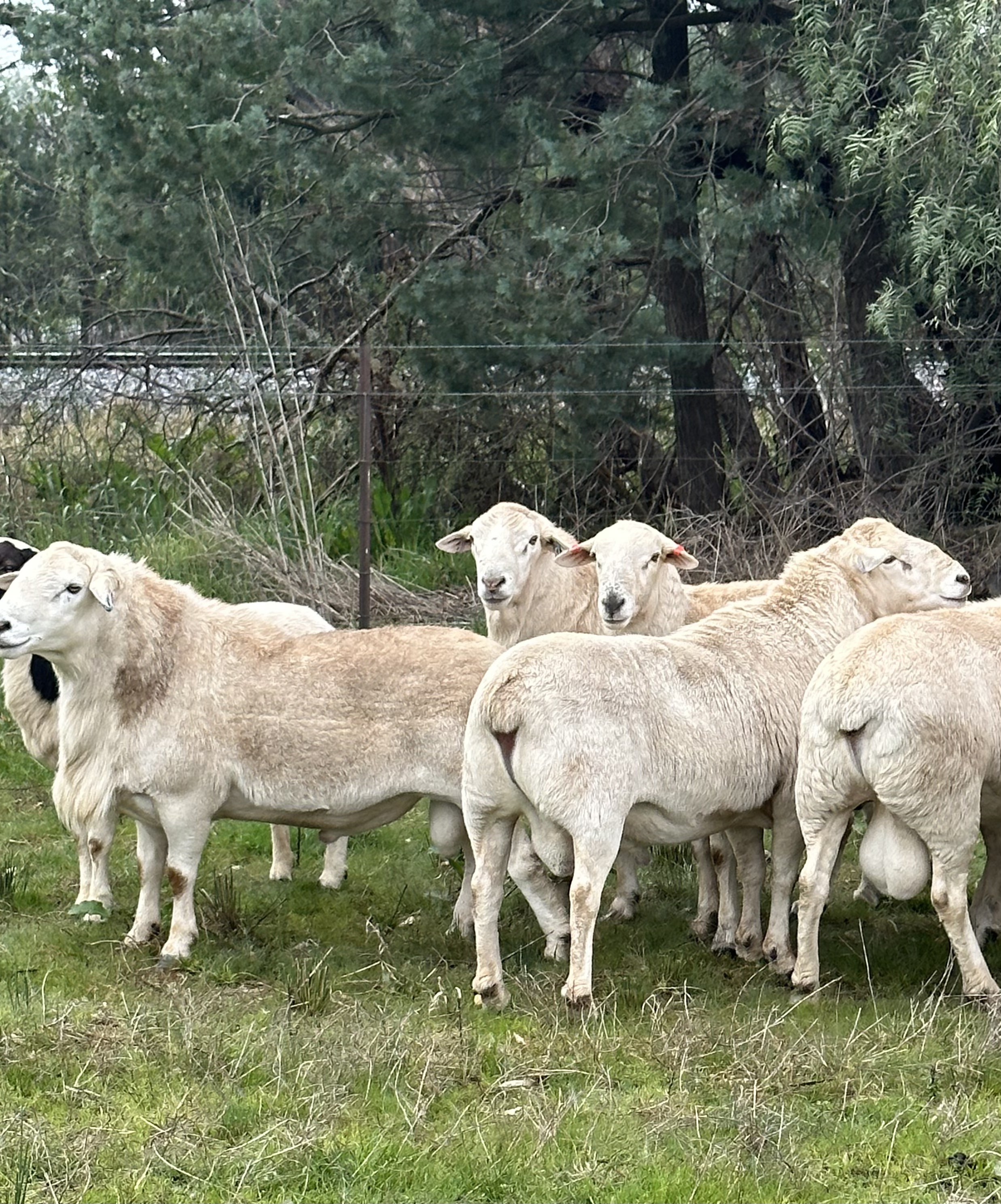 The Herd Online | Aussie White Rams for Sale