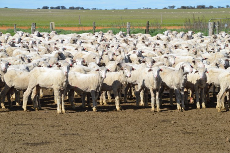 The Herd Online | 2265 Wool Growing Wethers - Open to Offers!