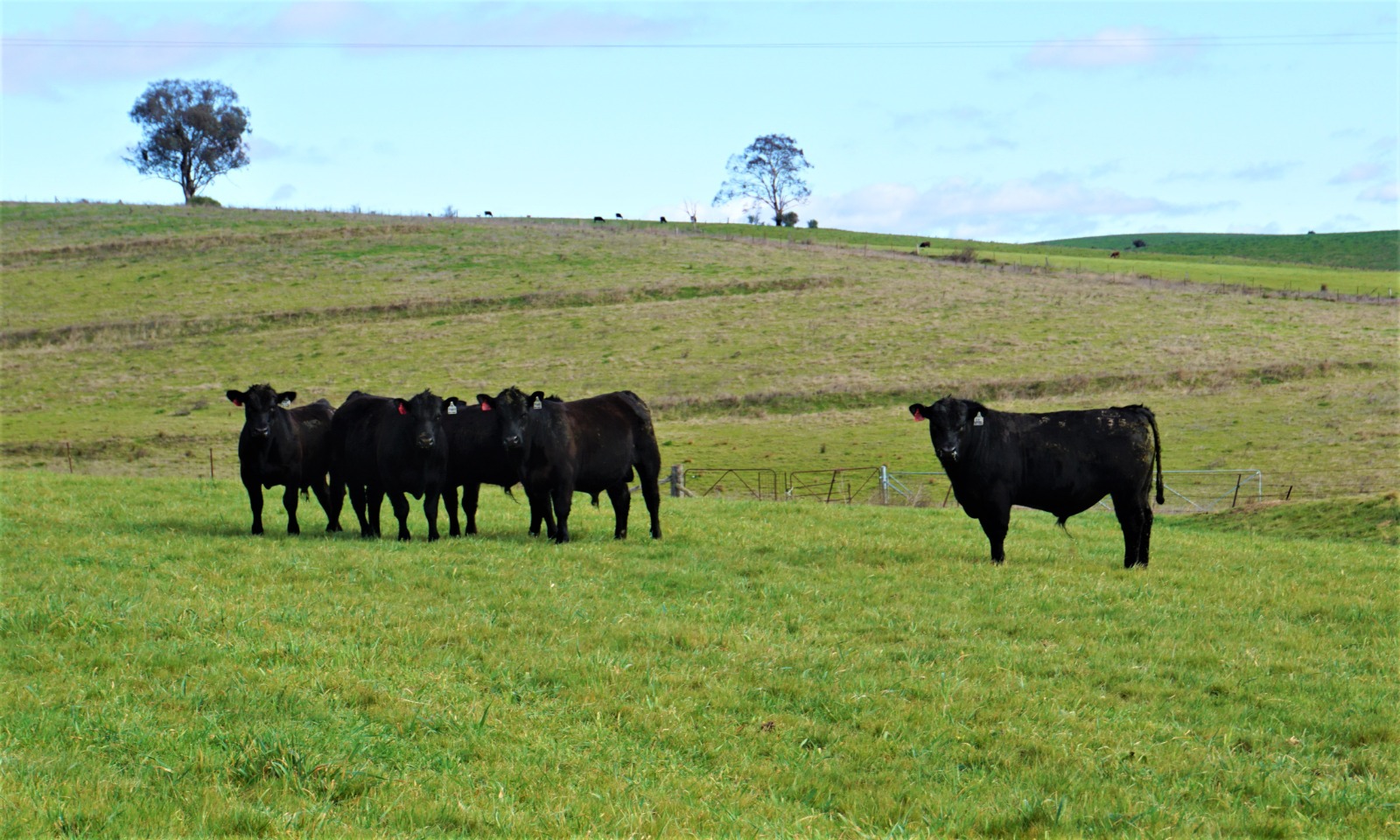 The Herd Online | Angus Bulls