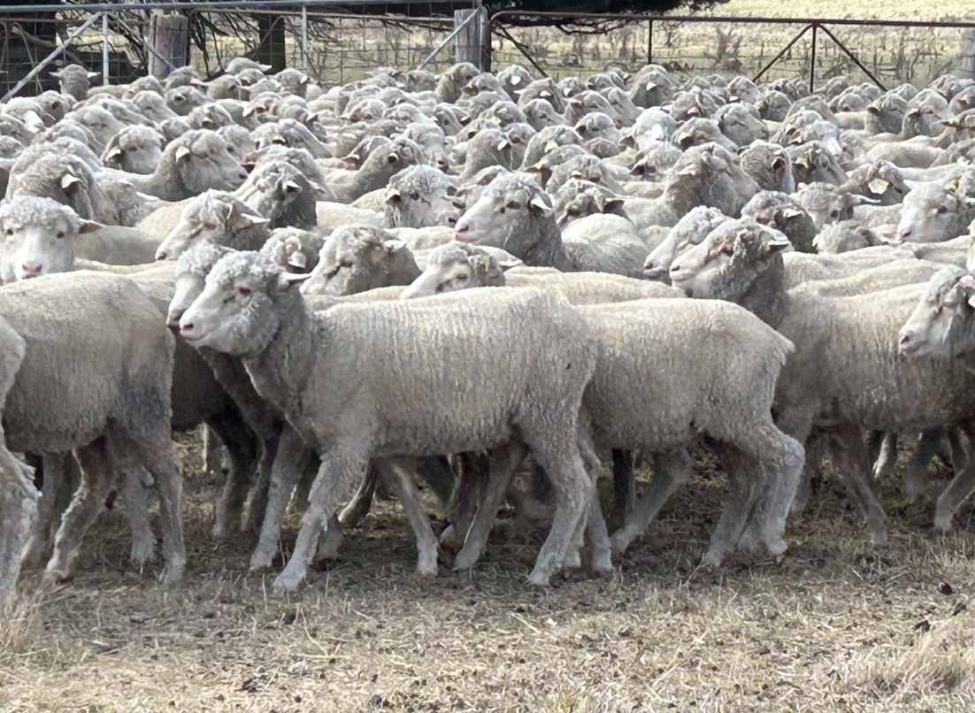 The Herd Online | 700 MERINO WETHERS