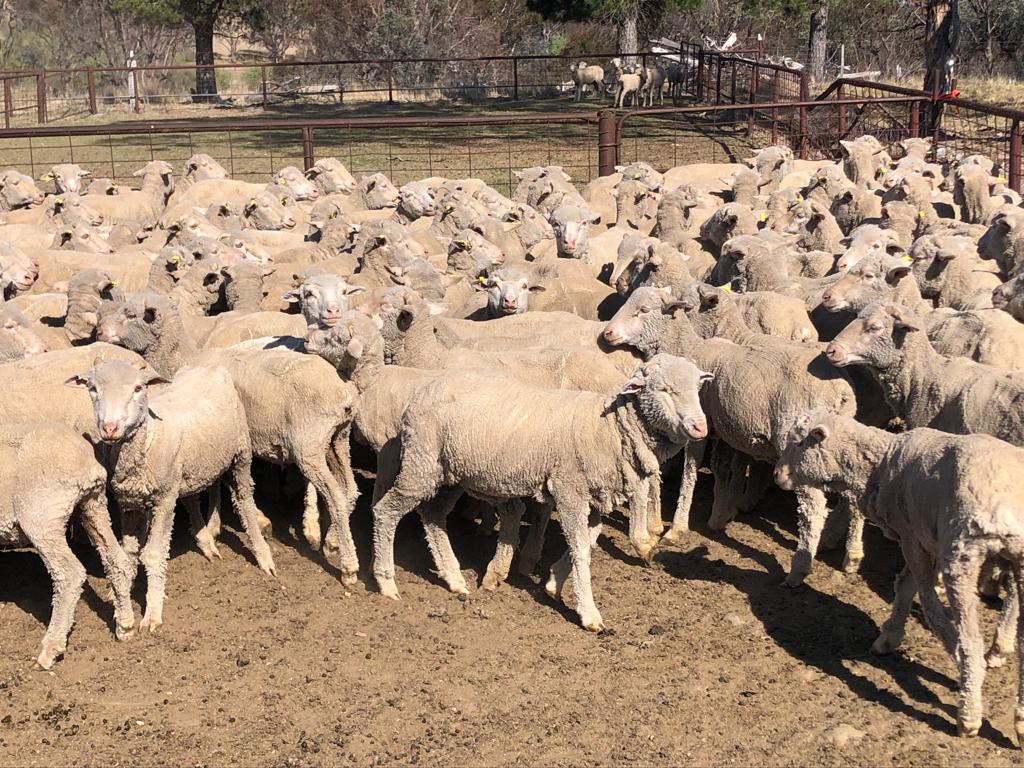 The Herd Online | 400 Merino Wethers For Sale