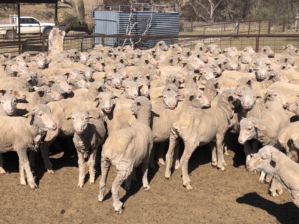 The Herd Online | 400 Merino Wethers For Sale