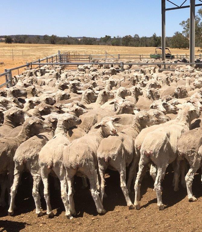The Herd Online | 213 White Tag Merino Ewes For Sale