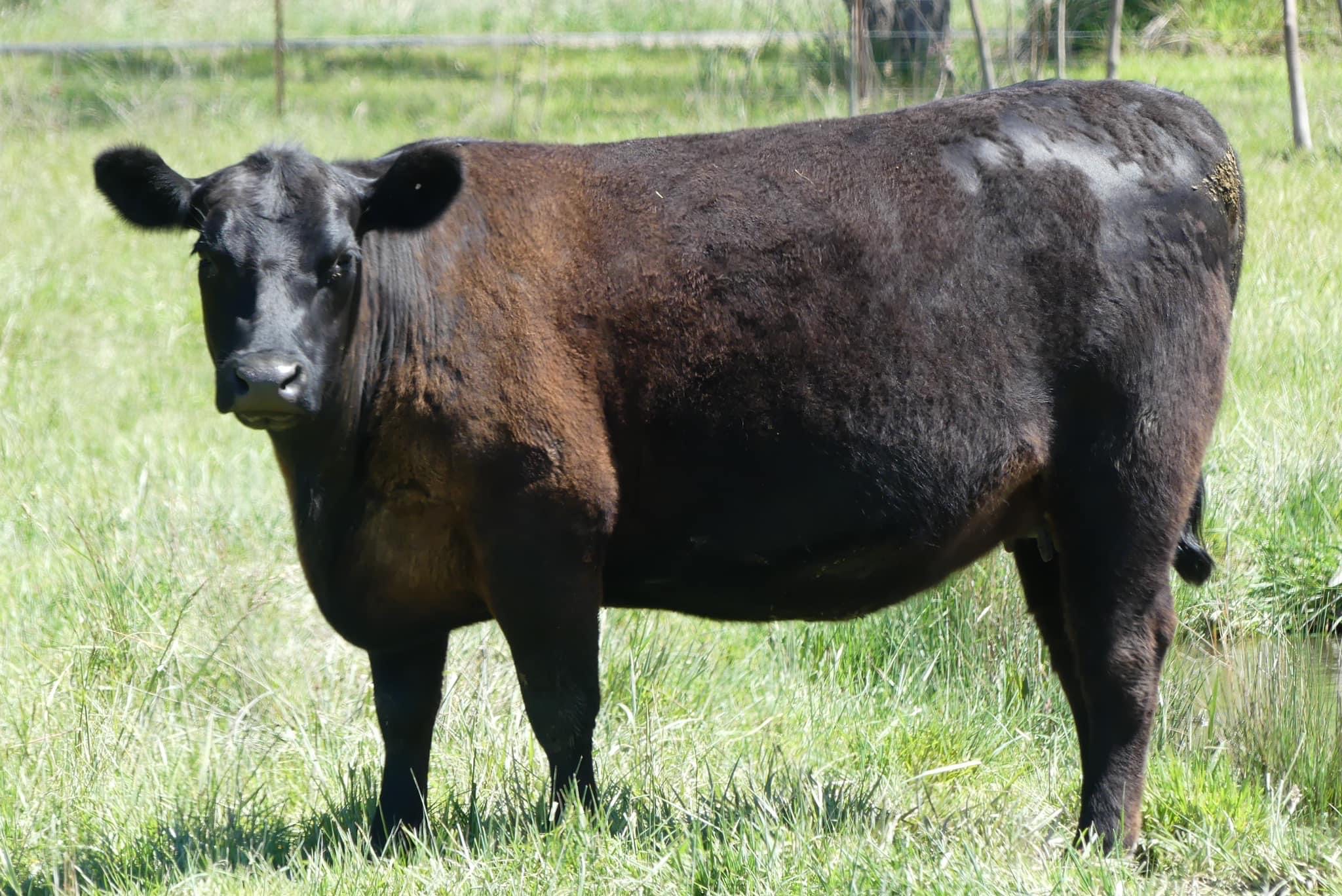 The Herd Online | 29 Springing Angus PTIC Heifers