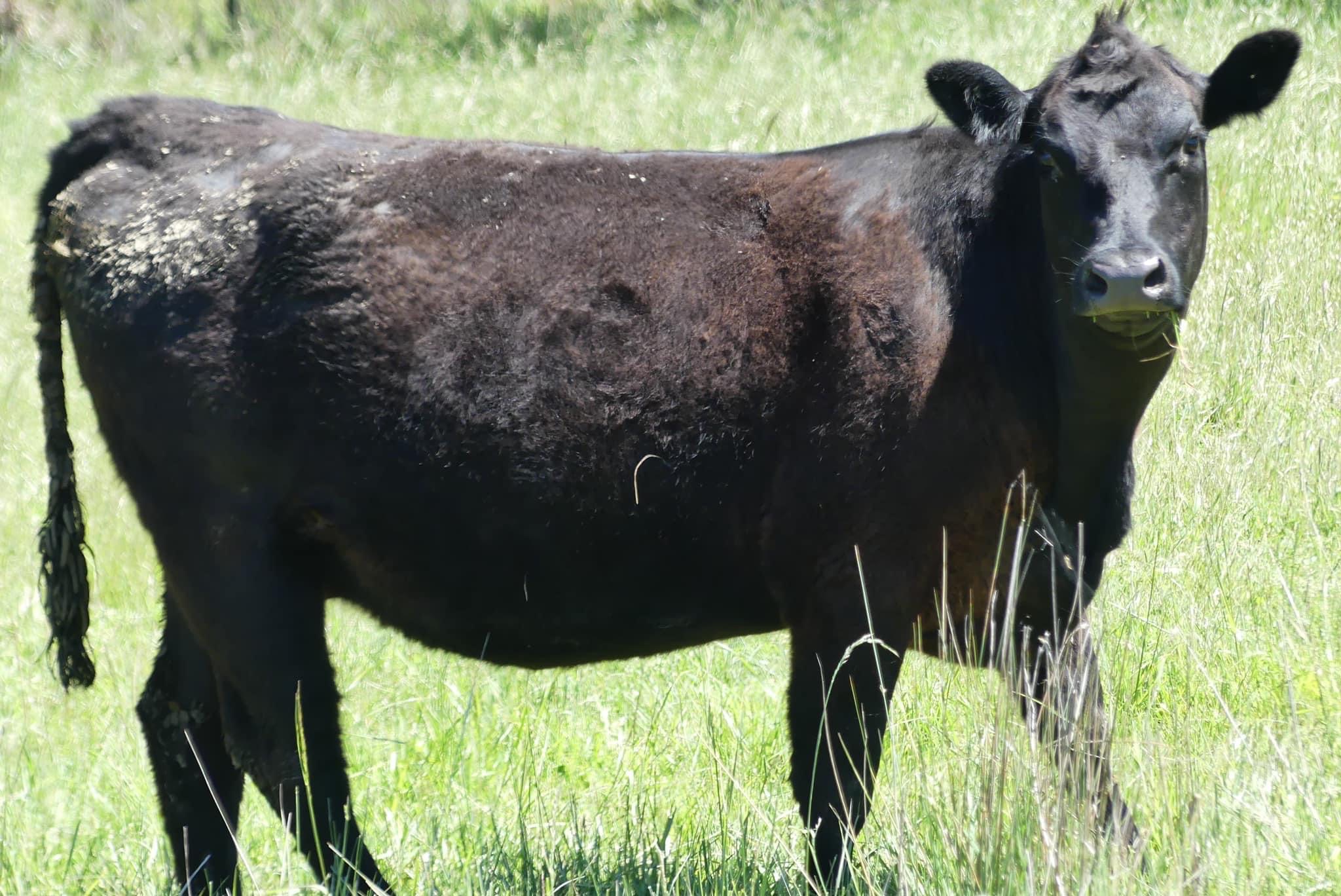 The Herd Online | 29 Springing Angus PTIC Heifers
