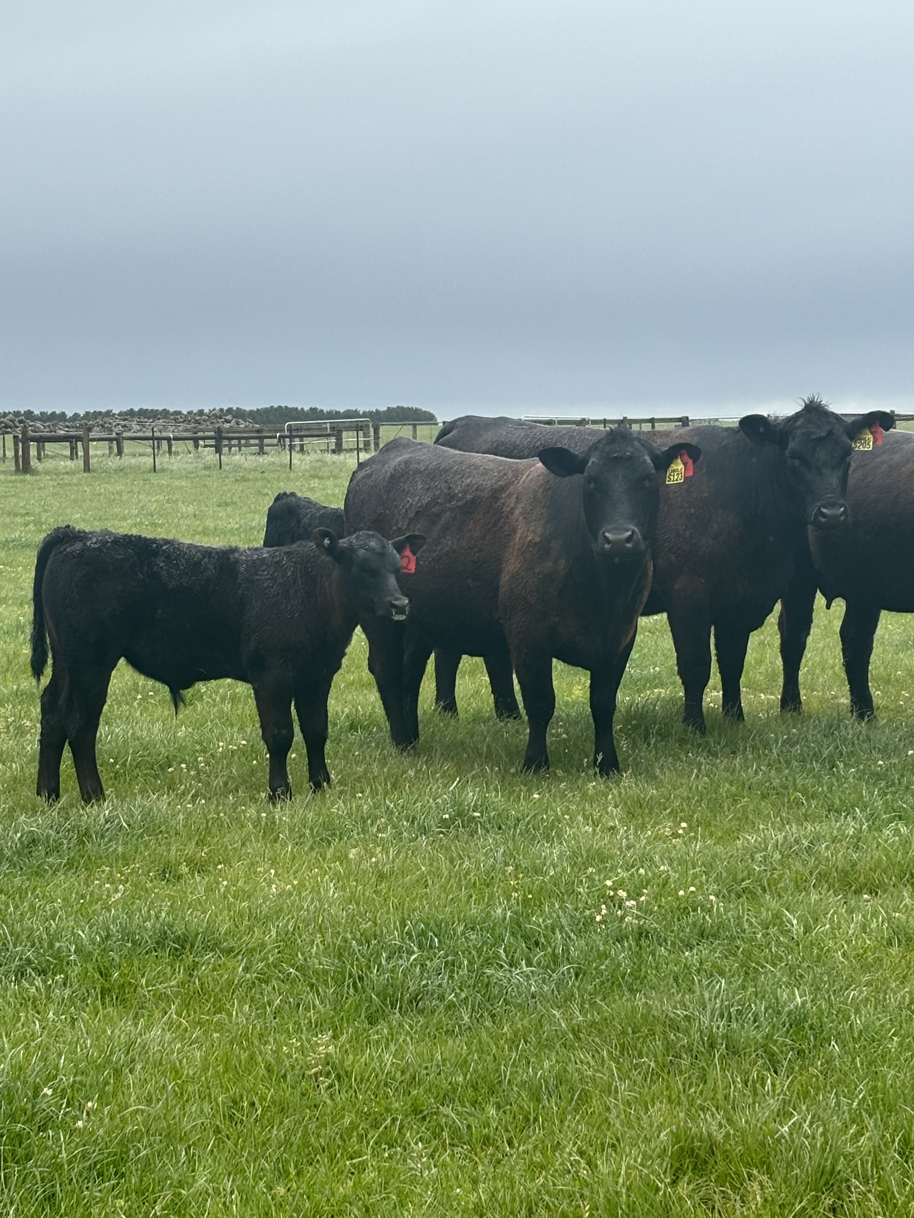 The Herd Online | 14 ANGUS COWS WITH 14 SPRING DROP CALVES AT FOOT