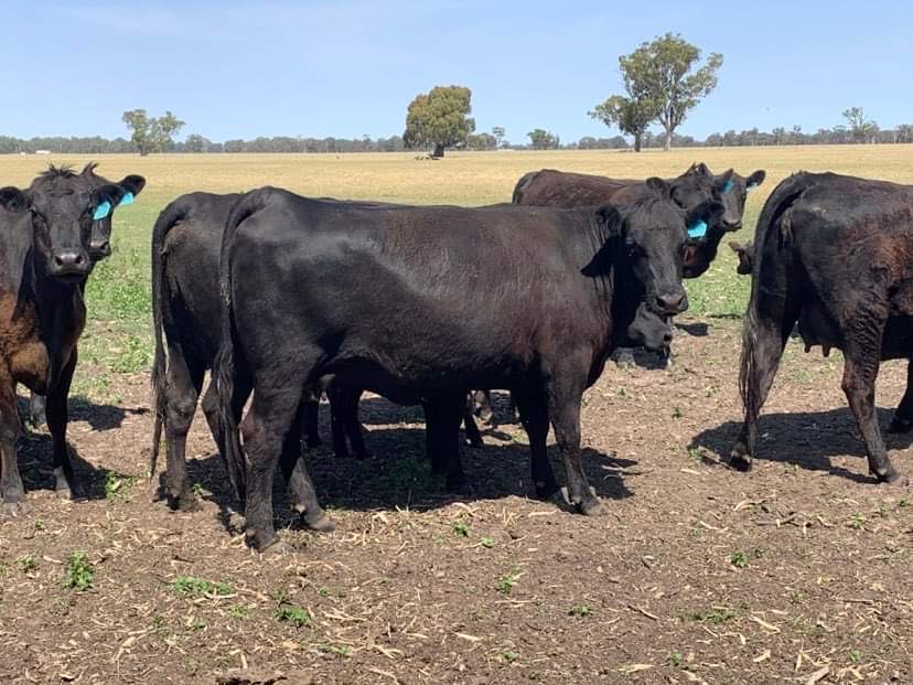 The Herd Online | 170 Angus Heifers and Calves For Sale