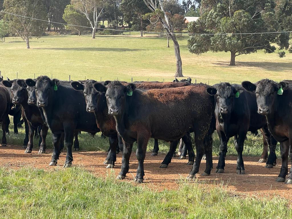 The Herd Online | 255 EU ANGUS STEERS FOR SALE