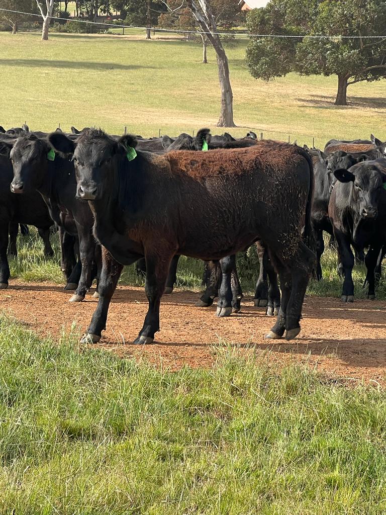 The Herd Online | 255 EU ANGUS STEERS FOR SALE