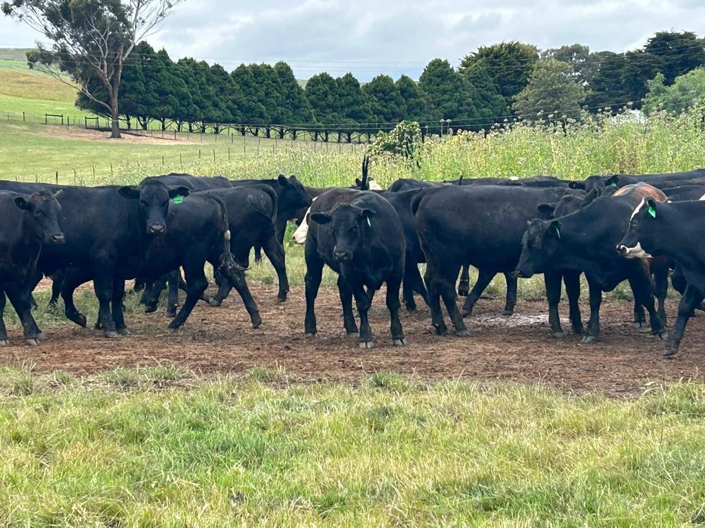 The Herd Online | 95 HEAVY EU STEERS FOR SALE