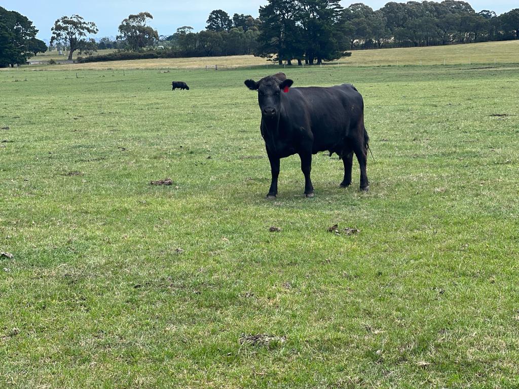 The Herd Online | 85 ANGUS & BB COWS & CALVES - TERMS AVAILABLE