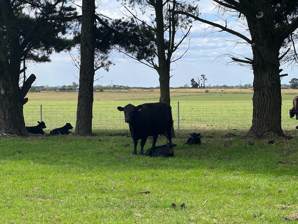 The Herd Online | 85 ANGUS & BB COWS & CALVES - TERMS AVAILABLE