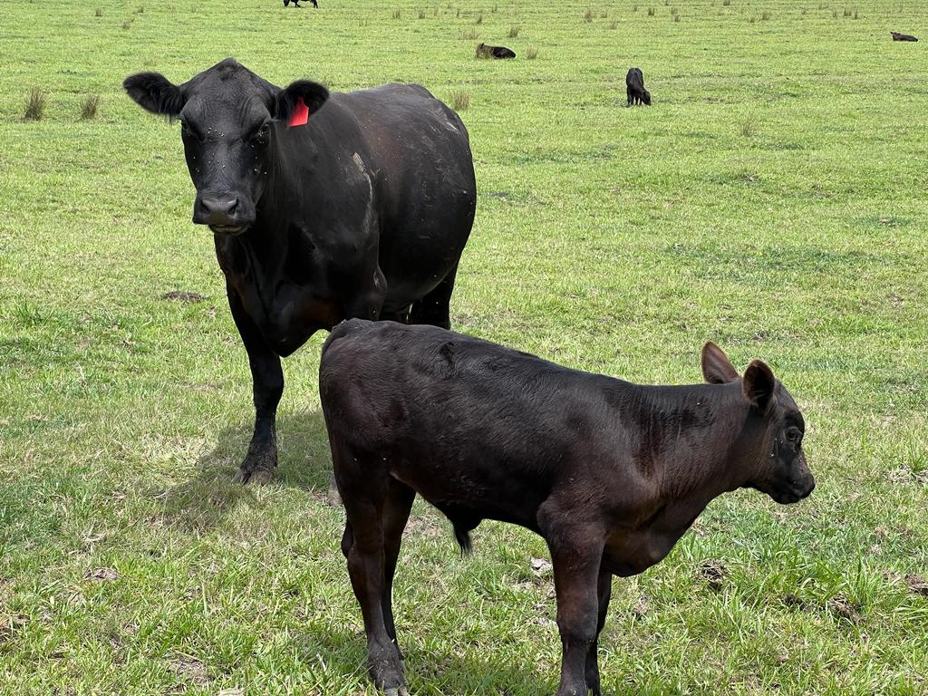 The Herd Online | 85 ANGUS & BB COWS & CALVES - TERMS AVAILABLE