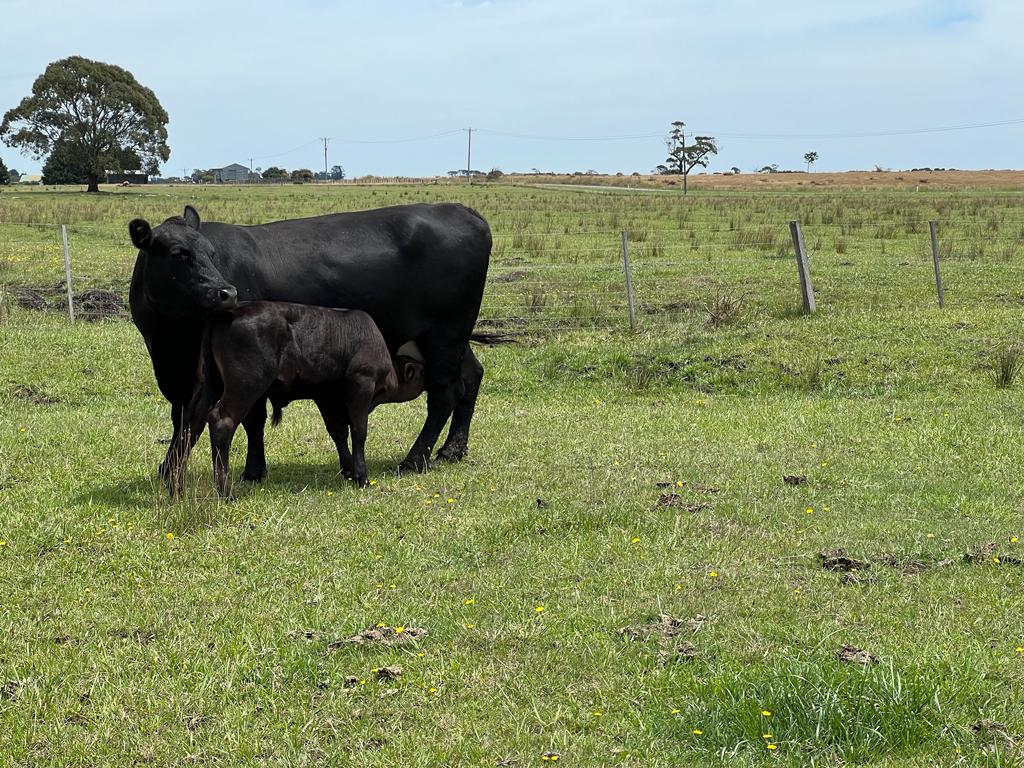 The Herd Online | 85 ANGUS & BB COWS & CALVES - TERMS AVAILABLE