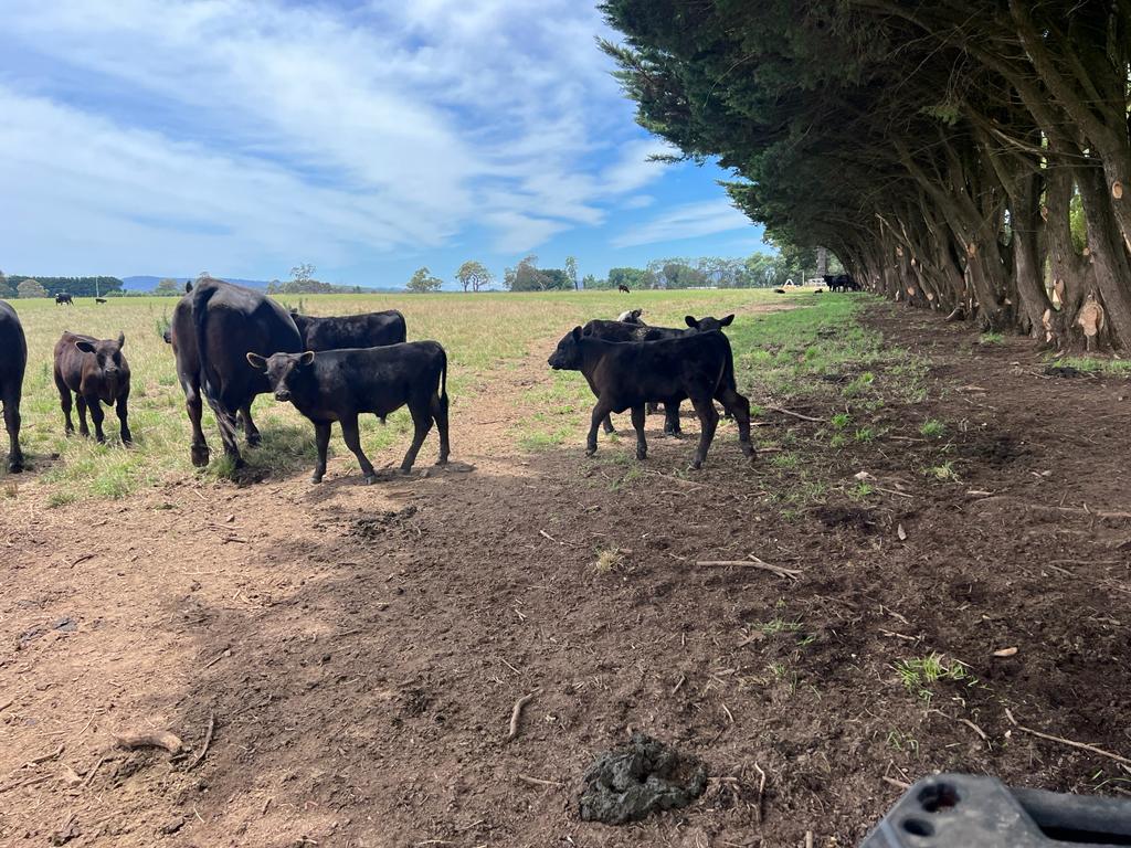 The Herd Online | 85 ANGUS & BB COWS & CALVES - TERMS AVAILABLE