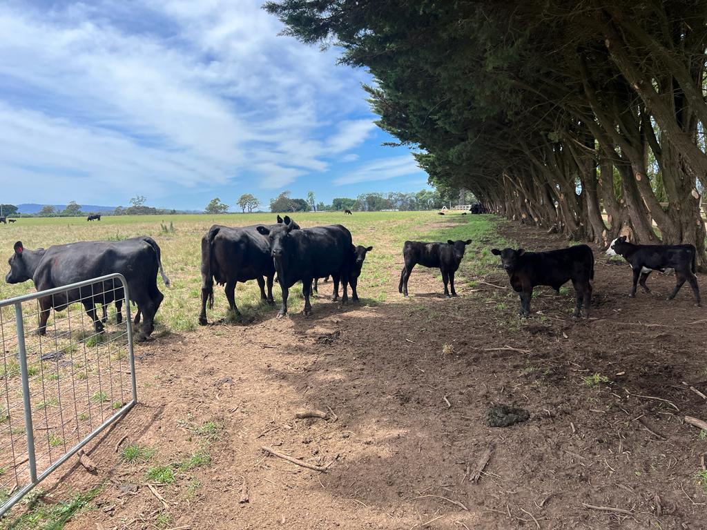 The Herd Online | 85 ANGUS & BB COWS & CALVES - TERMS AVAILABLE