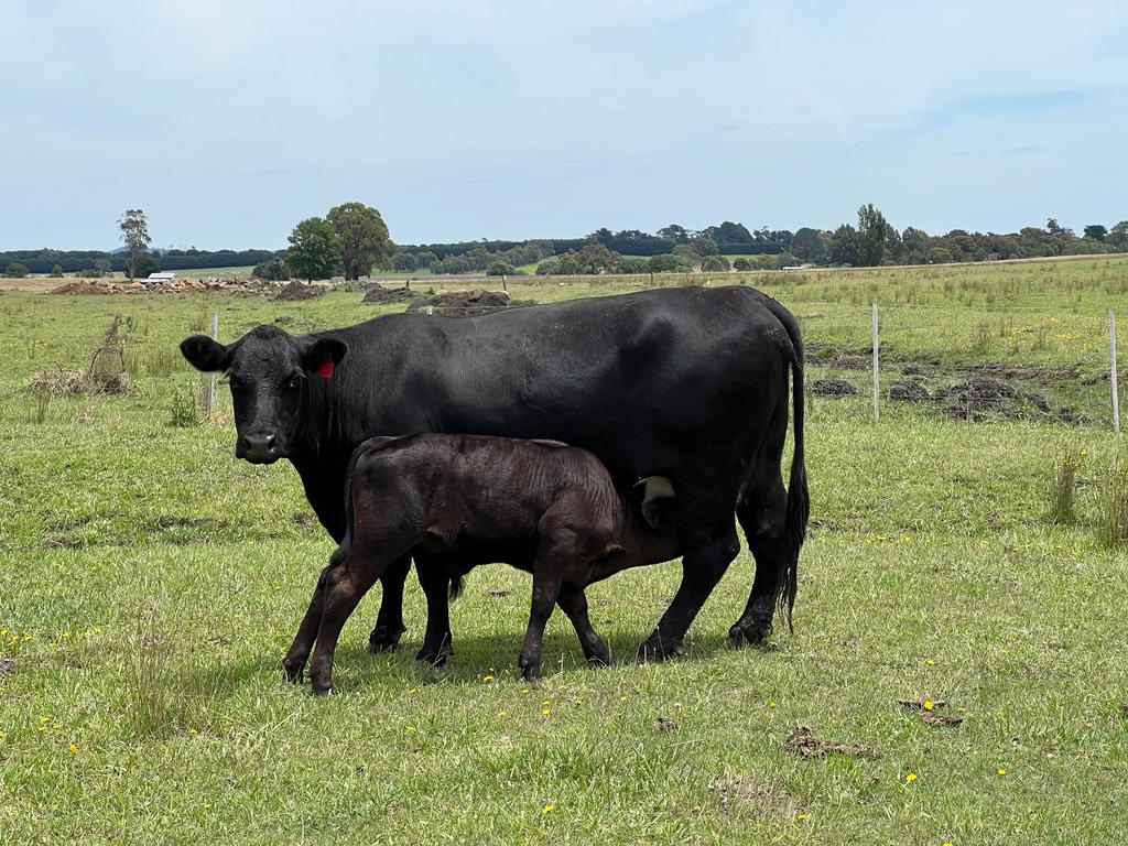 The Herd Online | 85 ANGUS & BB COWS & CALVES - TERMS AVAILABLE