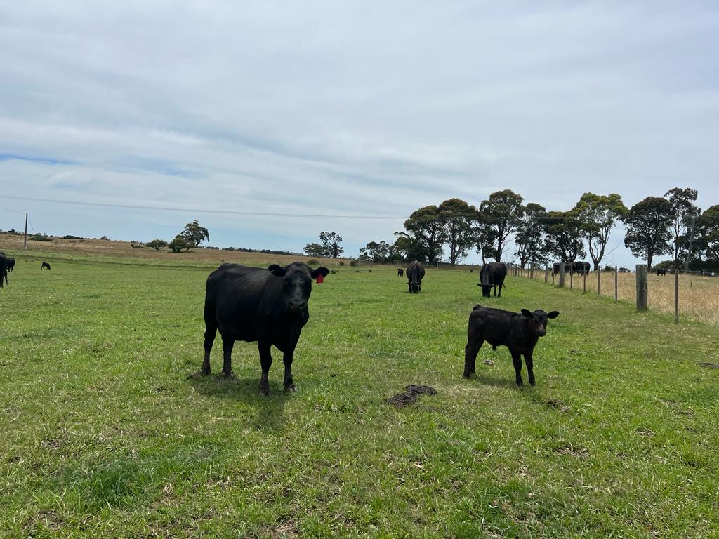 The Herd Online | 85 ANGUS & BB COWS & CALVES - TERMS AVAILABLE
