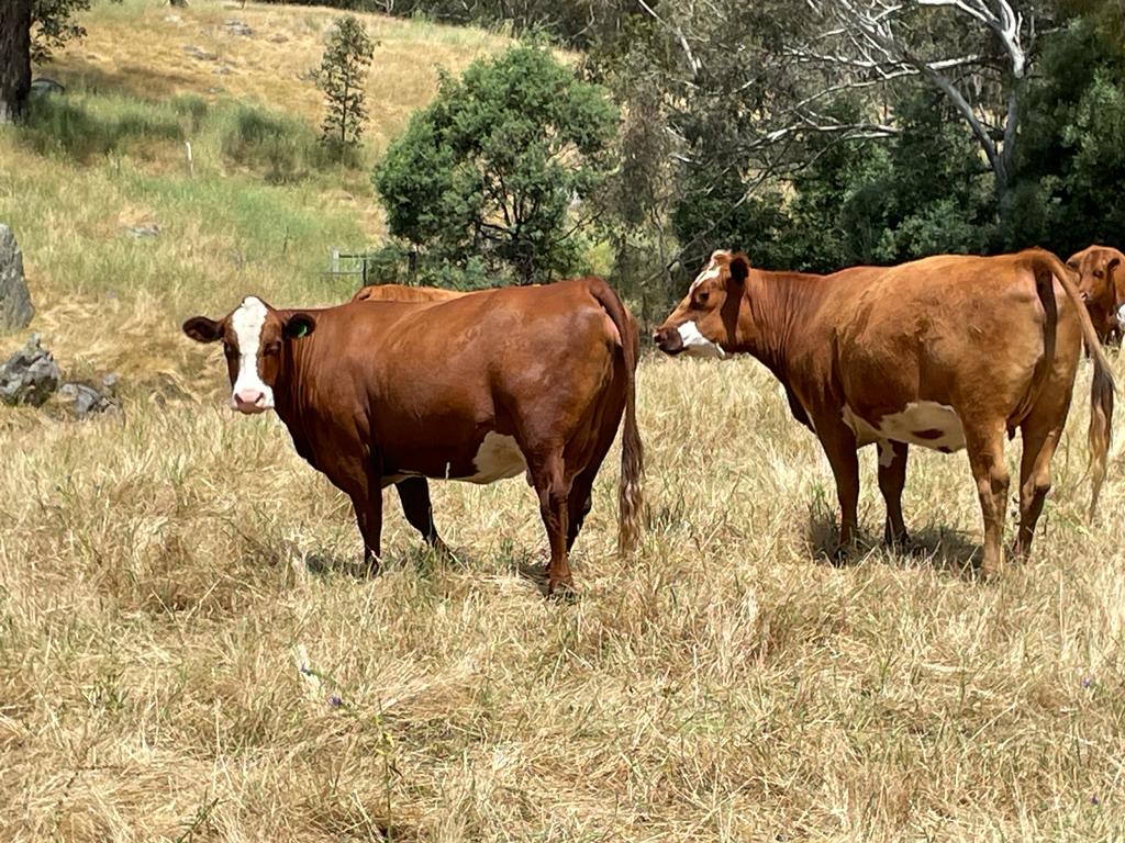 The Herd Online | 58 PTIC Composite Cows For Sale
