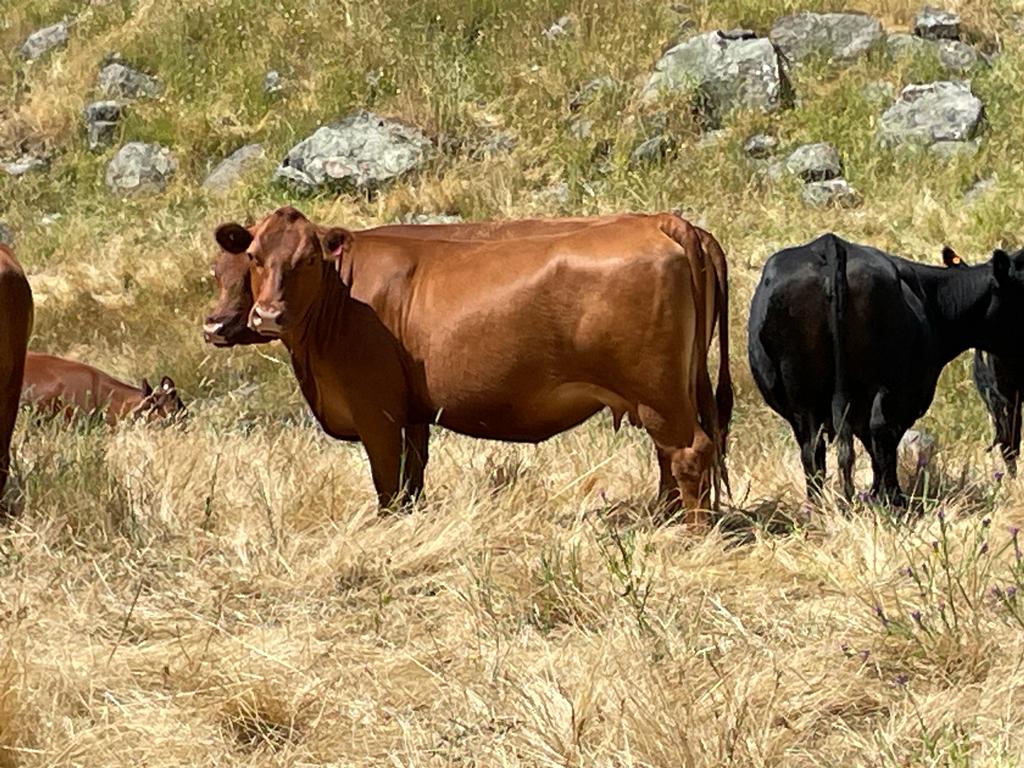 The Herd Online | 58 PTIC Composite Cows For Sale