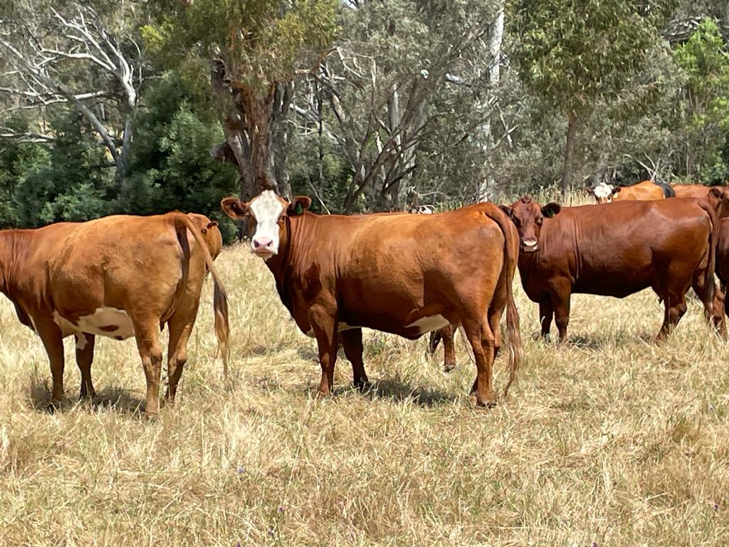 The Herd Online | 58 PTIC Composite Cows For Sale